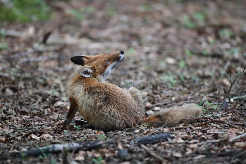 Red Fox (Vulpes Vulpes) Germany Stock Image - Image of animal, canine ...