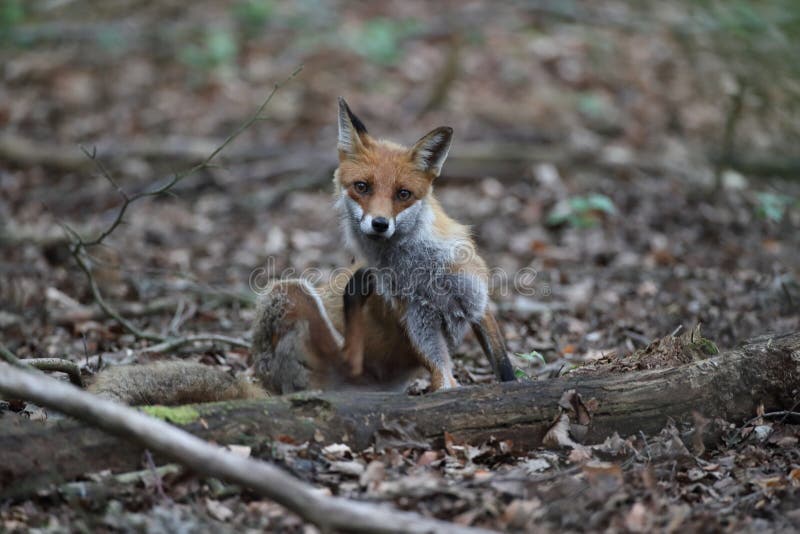 Red Fox (Vulpes Vulpes) Germany Stock Photo - Image of animal, fauna ...
