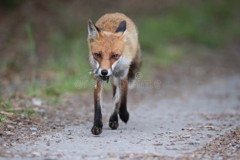Red Fox (Vulpes Vulpes) Germany Stock Photo - Image of look, animal ...