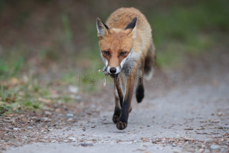 Red Fox (Vulpes Vulpes) Germany Stock Image - Image of alert, grass ...