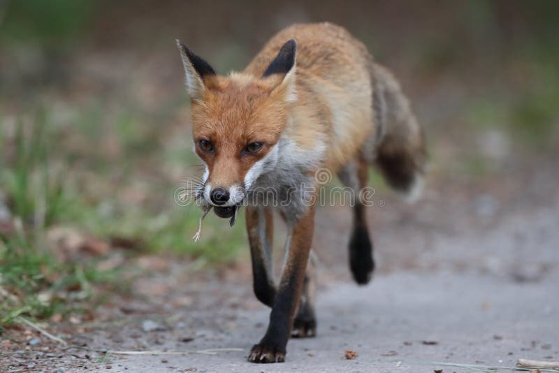 Red Fox (Vulpes Vulpes) Germany Stock Image - Image of spring, forest ...