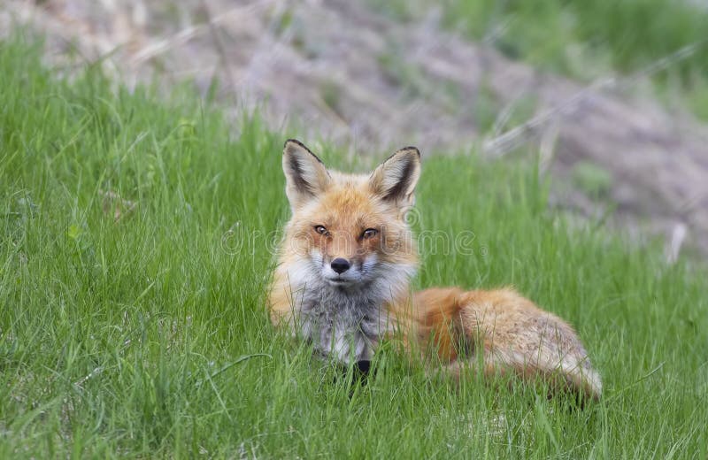 A Red Fox Vulpes Vulpes on a Grassy Hill in Springtime in Canada Stock ...