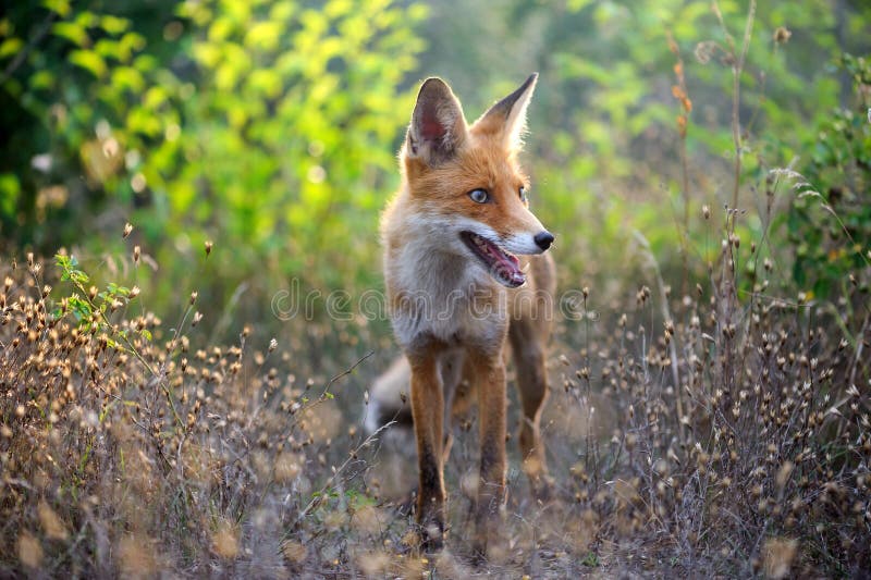 Red Fox Vulpes Vulpes in the Habitat Stock Image - Image of animal ...