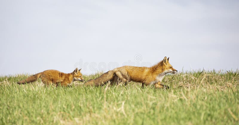 A Red Fox Vulpes Vulpes and Her Kit Running Along Top of Grassy Hill in ...
