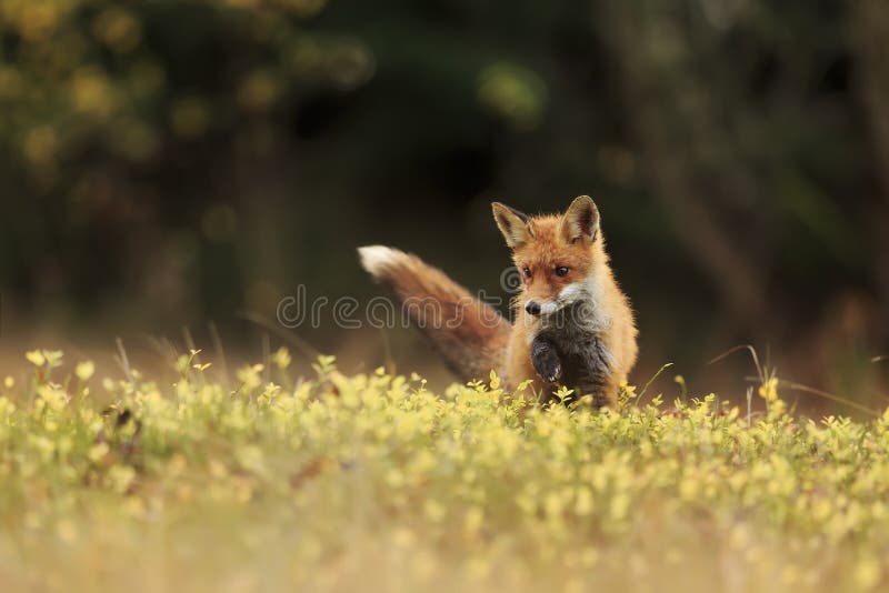 Male Red Fox Vulpes Vulpes is Hunting Mice Stock Photo - Image of ...