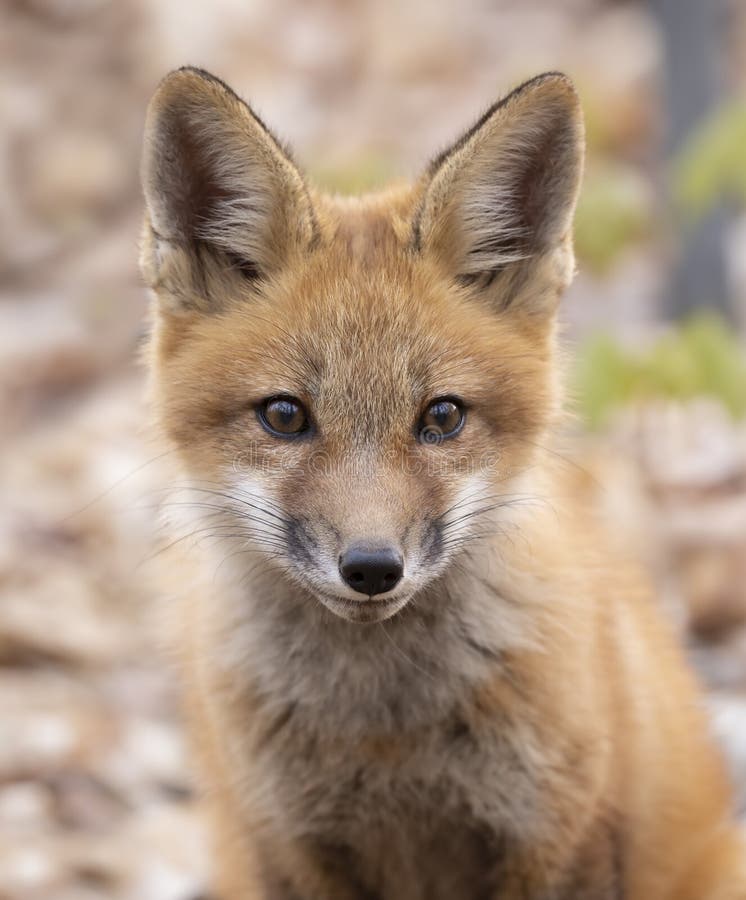 A Red Fox Vulpes Vulpes Kit Closeup in the Leaves in Springtime in ...
