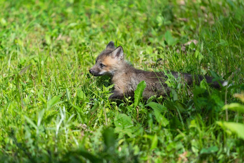 Red Fox Vulpes Vulpes Kit Runs through Grass Summer Stock Image - Image ...