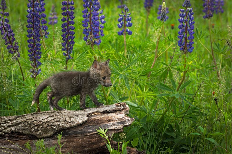 Red Fox Vulpes Vulpes Kit Walks Towards End of Log Summer Stock Photo ...