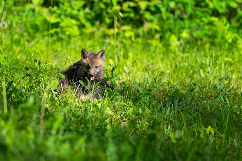 Red Fox Vulpes Vulpes Kits Roll Abiout in Grass Summer Stock Photo ...
