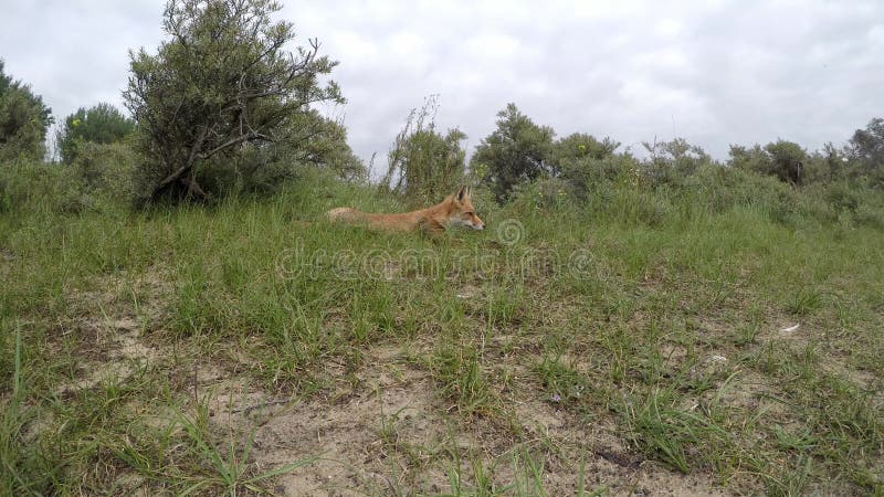 Lazy Red Fox Stands Up and Walks Away. Stock Footage - Video of canis ...