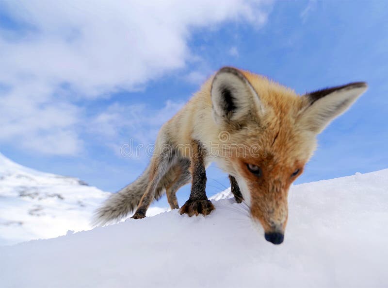 Fox in Natural Habitat. Winter and Snow. Stock Image - Image of human ...