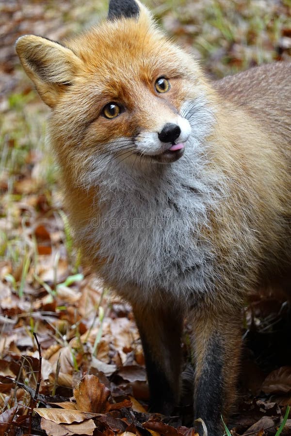 Portrait of a Red Fox Vulpes Vulpes in the Outdoors. Stock Photo ...