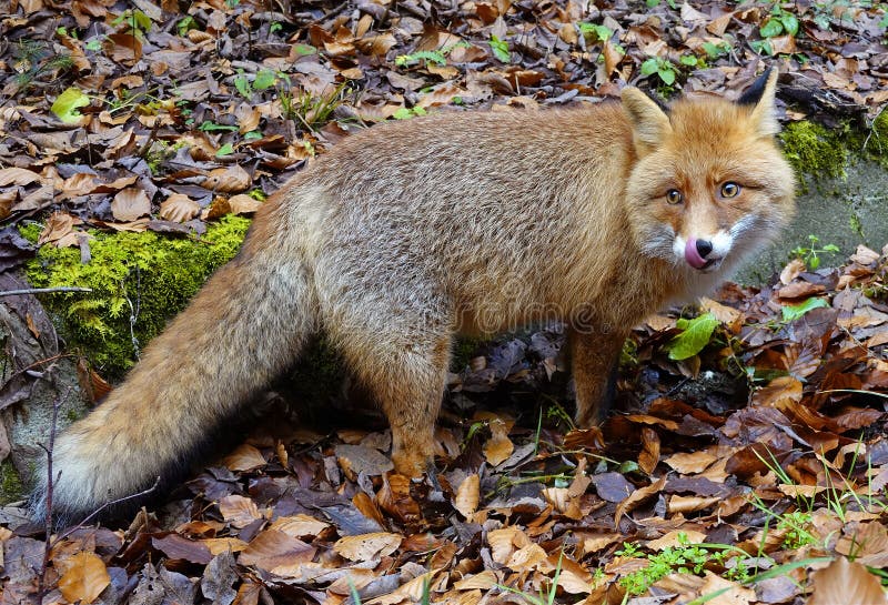 Portrait of a Red Fox Vulpes Vulpes in the Outdoors. Stock Image ...