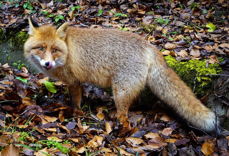 Portrait of a Red Fox Vulpes Vulpes in the Outdoors. Stock Image ...