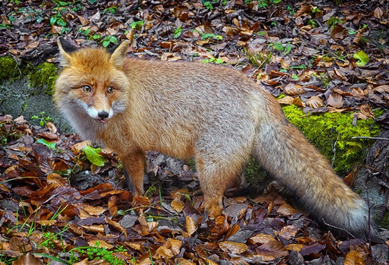 Portrait of a Red Fox Vulpes Vulpes in the Outdoors. Stock Image ...