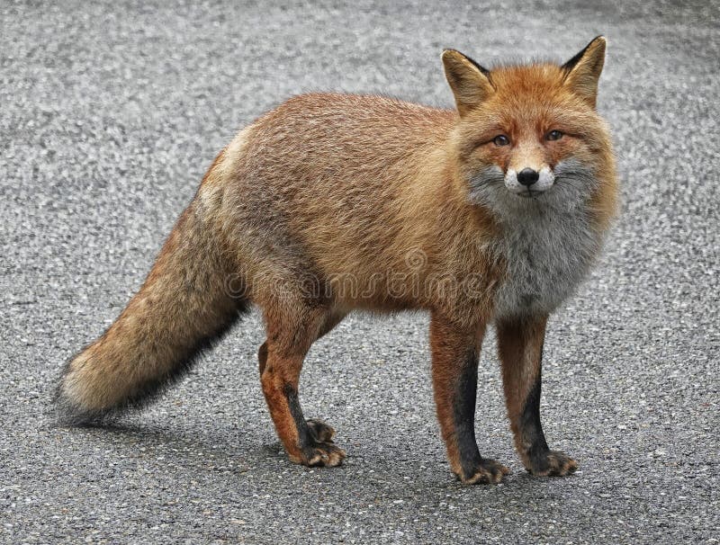 Red Fox - Vulpes Vulpes - on the Road. Stock Photo - Image of largest ...