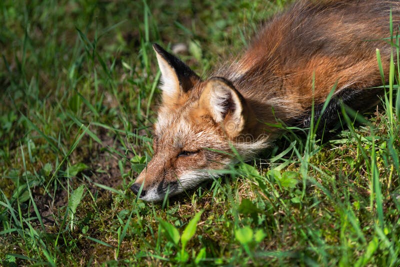 Red Fox Vulpes Vulpes Lies in the Sun Summer Stock Photo - Image of ...