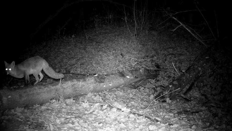 Red Fox is Looking for Prey in Snowless Winter Forest Stock Video ...