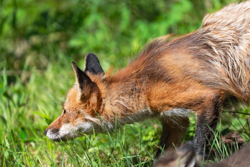 Red Fox Vulpes Vulpes Looks Left Kit in Foreground Summer Stock Image ...