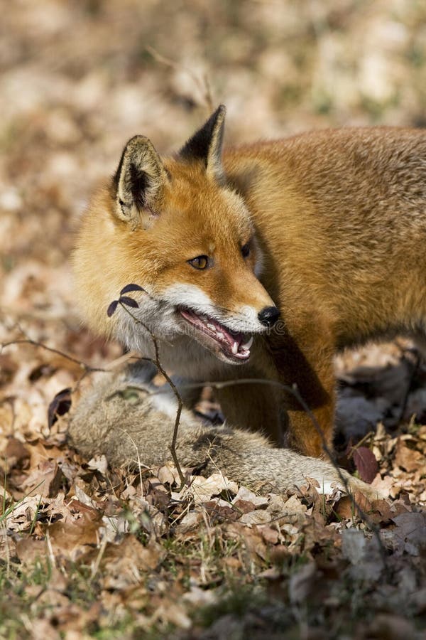 Red Fox, Vulpes Vulpes, Male Hunting Wild Rabbit, Normandy Stock Photo ...
