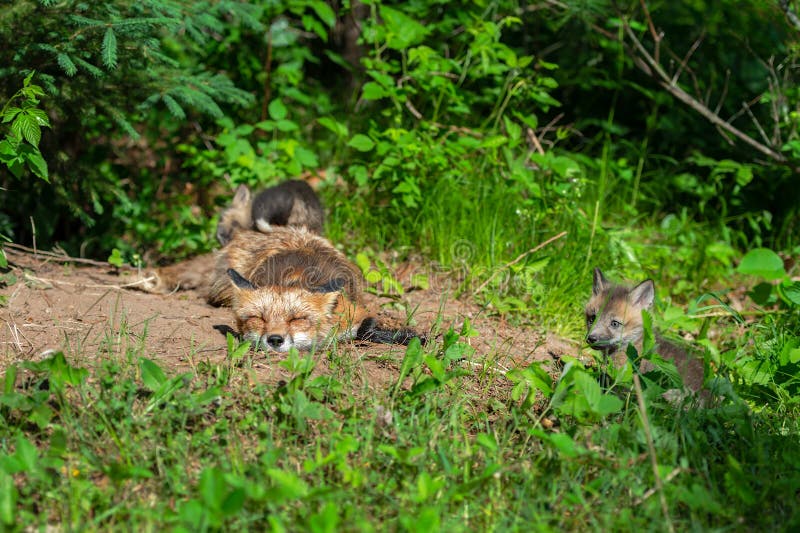 Red Fox Vulpes Vulpes Naps while Kits Run Around Outside Den Summer ...