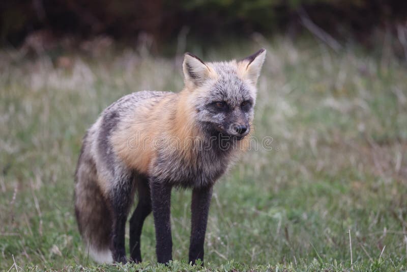 Red Fox (Vulpes Vulpes) Newfoundland, Canada Stock Photo - Image of ...
