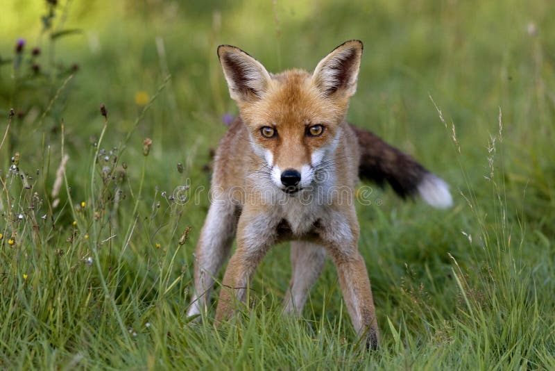 Red Fox, Vulpes Vulpes, Normandy Stock Photo - Image of france, europe ...