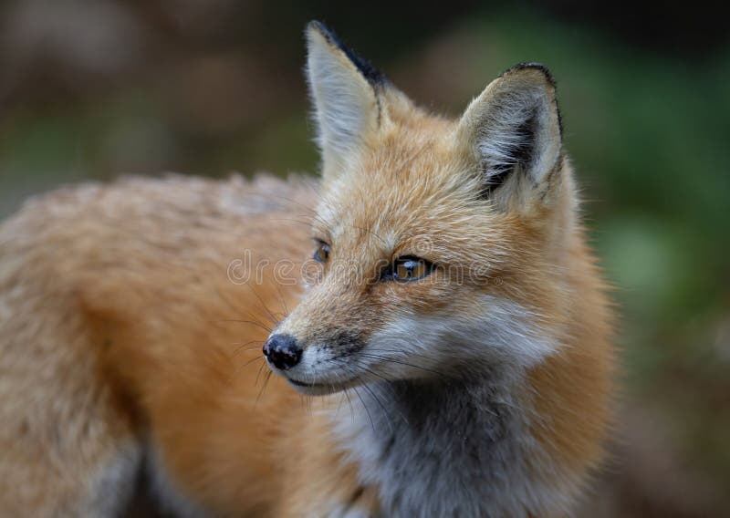Red Fox Vulpes Vulpes in Pine Tree Forest with a Bushy Tail Hunting in ...