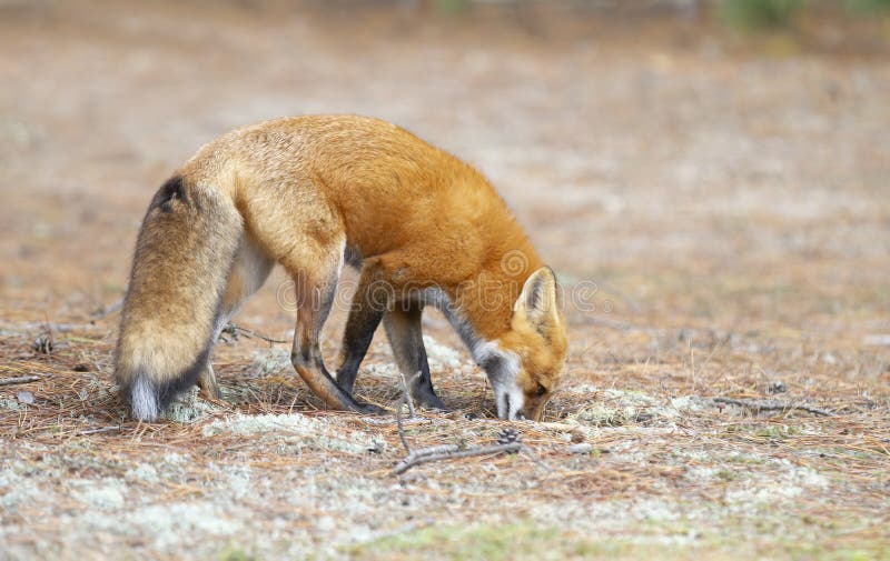 A Red Fox Vulpes Vulpes in Pine Tree Forest with a Bushy Tail Walking ...