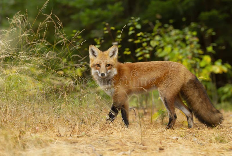 A Red Fox Vulpes Vulpes in Pine Tree Forest with a Bushy Tail Walking ...