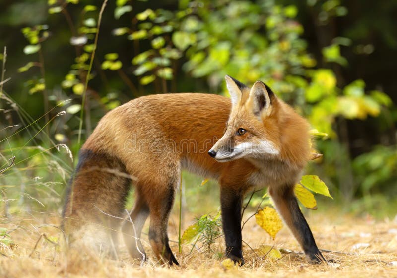 A Red Fox Vulpes Vulpes in Pine Tree Forest with a Bushy Tail Walking ...