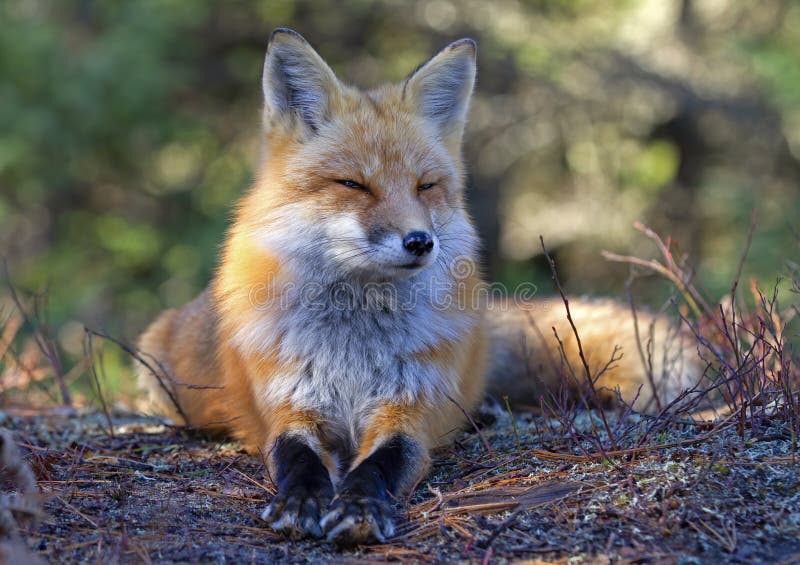 295 Fox Lying Down Stock Photos - Free & Royalty-Free Stock Photos from ...