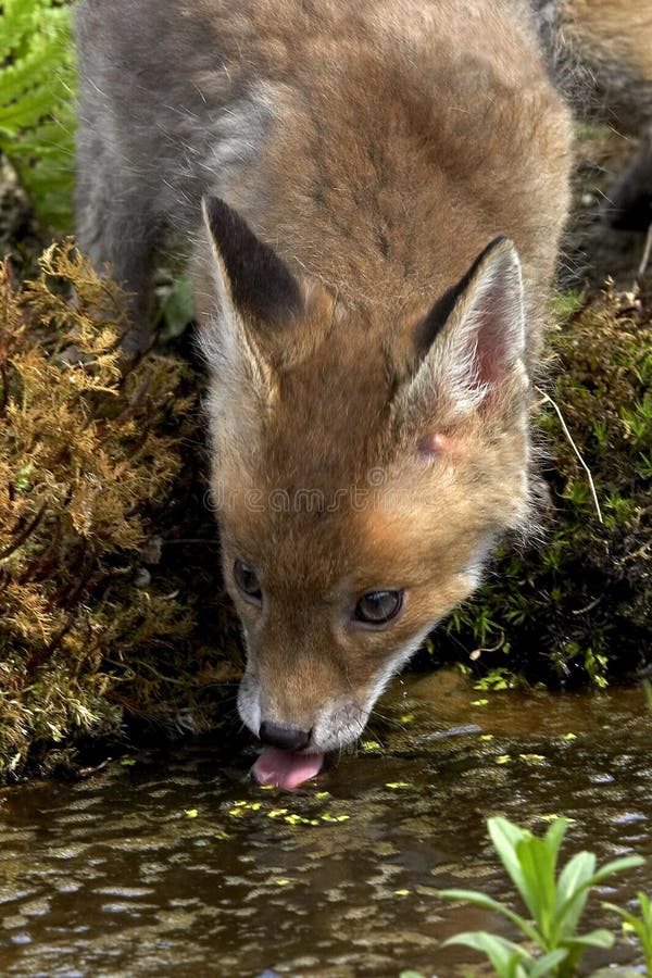 Red Fox, Vulpes Vulpes, Cub Drinking Water, Normandy Stock Image ...