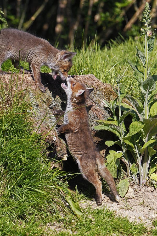 Red Fox, Vulpes Vulpes, Pup Playing, Normandy in France Stock Image ...