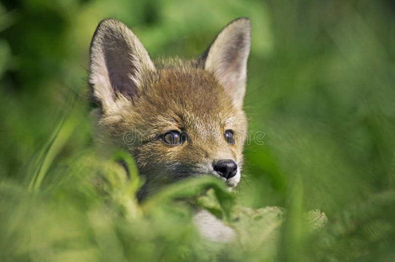 Red Fox, Vulpes Vulpes, Pup Standing in Long Grass, Normandy Stock ...