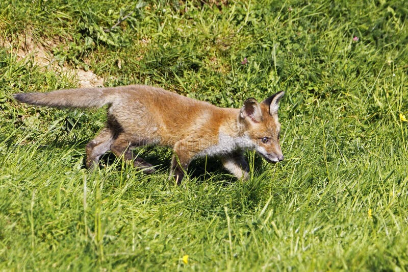 Red Fox Walking Profile Stock Photos - Free & Royalty-Free Stock Photos ...