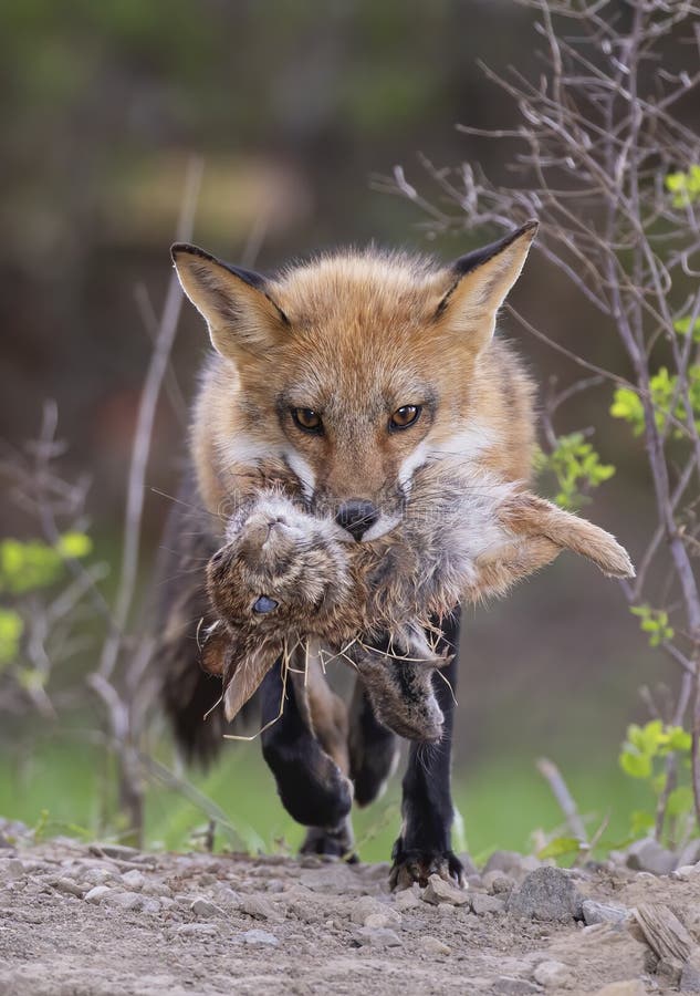 A Red Fox Vulpes Vulpes with a Rabbit and Chipmunk in Mouth for Her ...