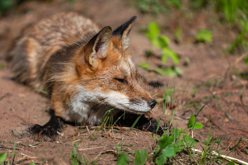 Red Fox Vulpes Vulpes Relaxes at Den Site in the Sun Summer Stock Image ...