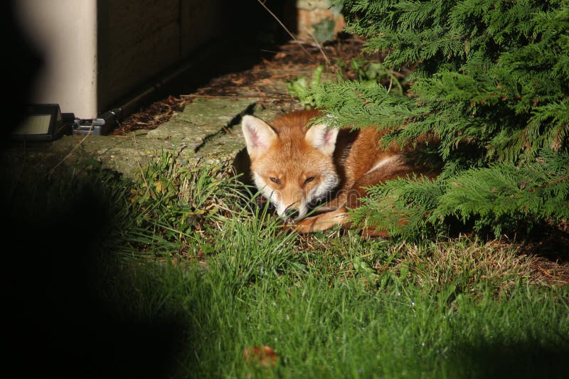 Red Fox (Vulpes Vulpes) Resting Stock Photo - Image of mammal, sunshine ...