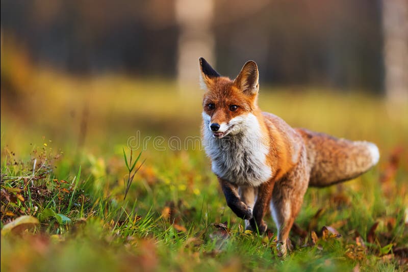 Male Red Fox Vulpes Vulpes Running in Detail Stock Image - Image of ...