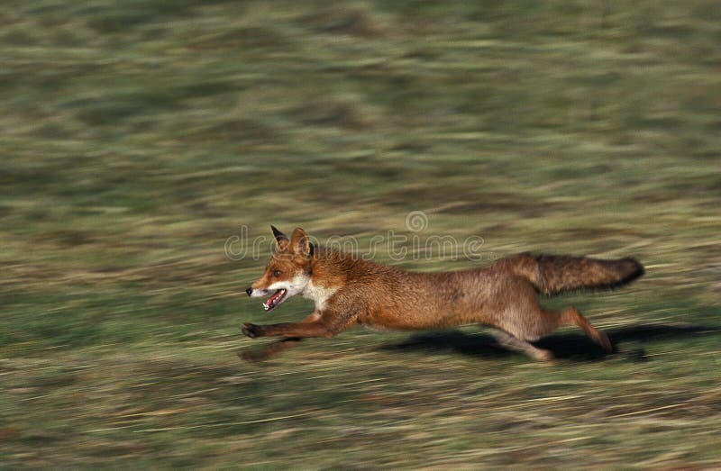 Red Fox Vulpes Vulpes Running through the Snow in Winter in Algonquin ...
