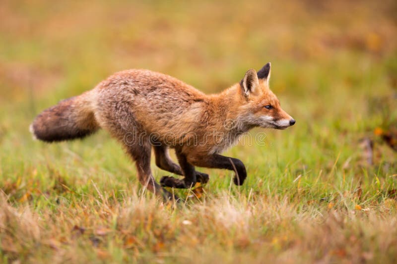 Male Red Fox (Vulpes Vulpes) Running through the Meadow Stock Image ...