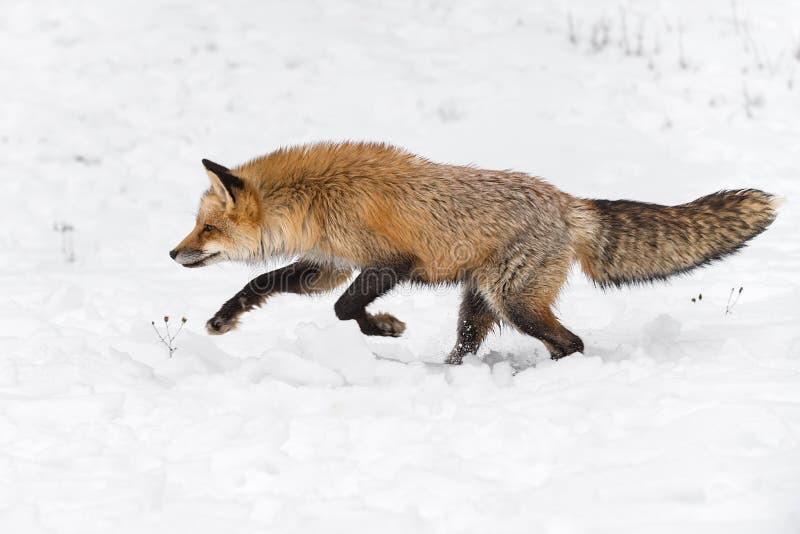Red Fox Vulpes Vulpes Runs Left Front Paws Up Winter Stock Photo ...