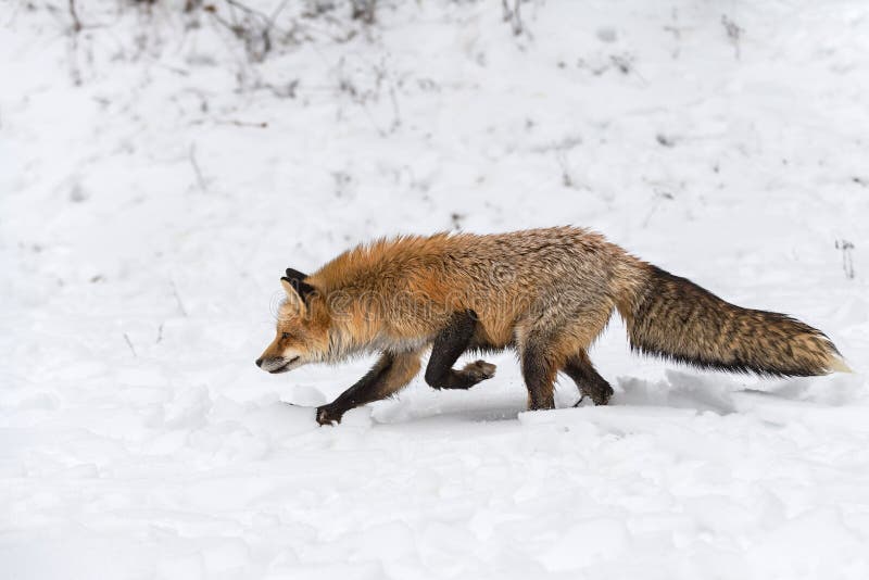 Red Fox (Vulpes Vulpes) Runs Left Head Down Paw Up Winter Stock Image ...