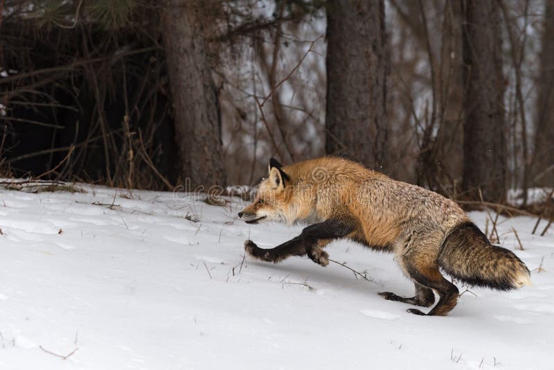 Red Fox (Vulpes Vulpes) Runs Left Towards Forest Winter Stock Photo ...