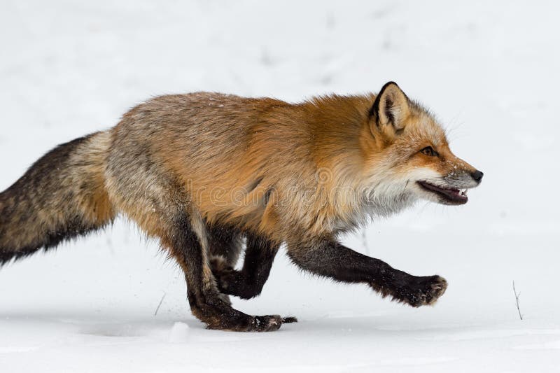 Red Fox Vulpes Vulpes Runs Right Front Paws Up Winter Stock Image ...