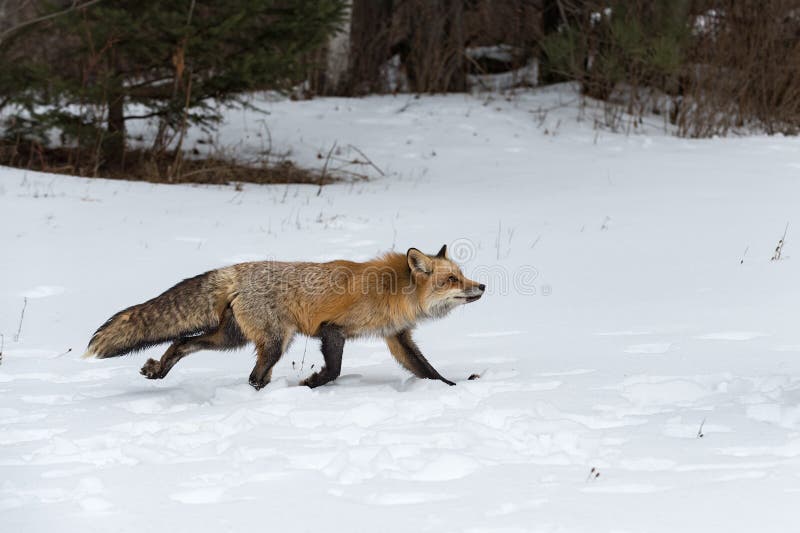 Red Fox (Vulpes Vulpes) Runs Right Looking Up Winter Stock Photo ...