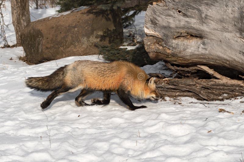 Red Fox (Vulpes Vulpes) Runs Right Near Log Winter Stock Image - Image ...