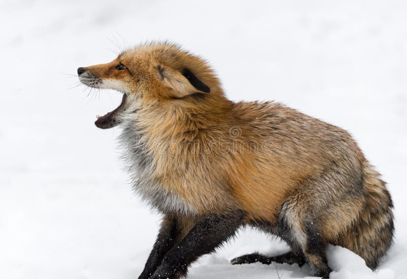 Red Fox (Vulpes Vulpes) Screams Left Ears Back Winter Stock Photo ...