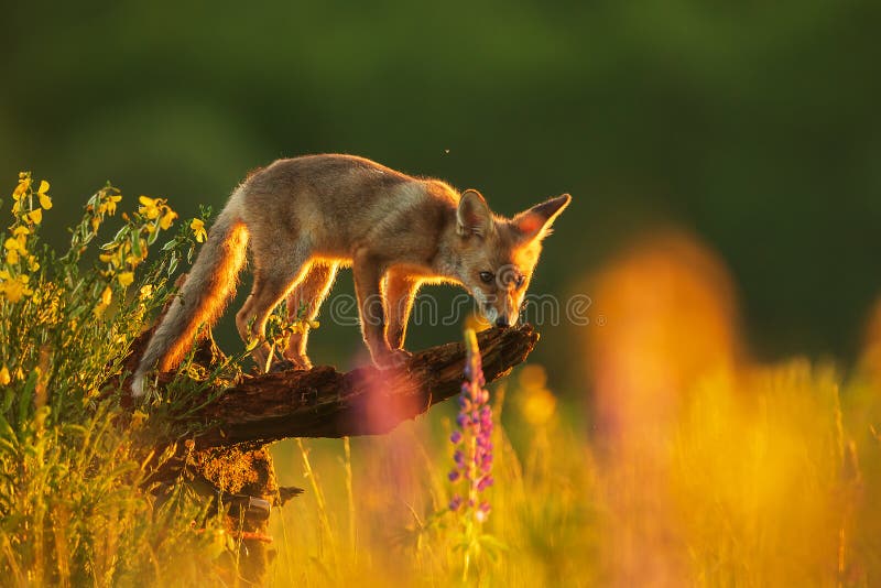 Red Fox Vulpes Vulpes in the Setting Sun Beautiful Portrait Stock Photo ...